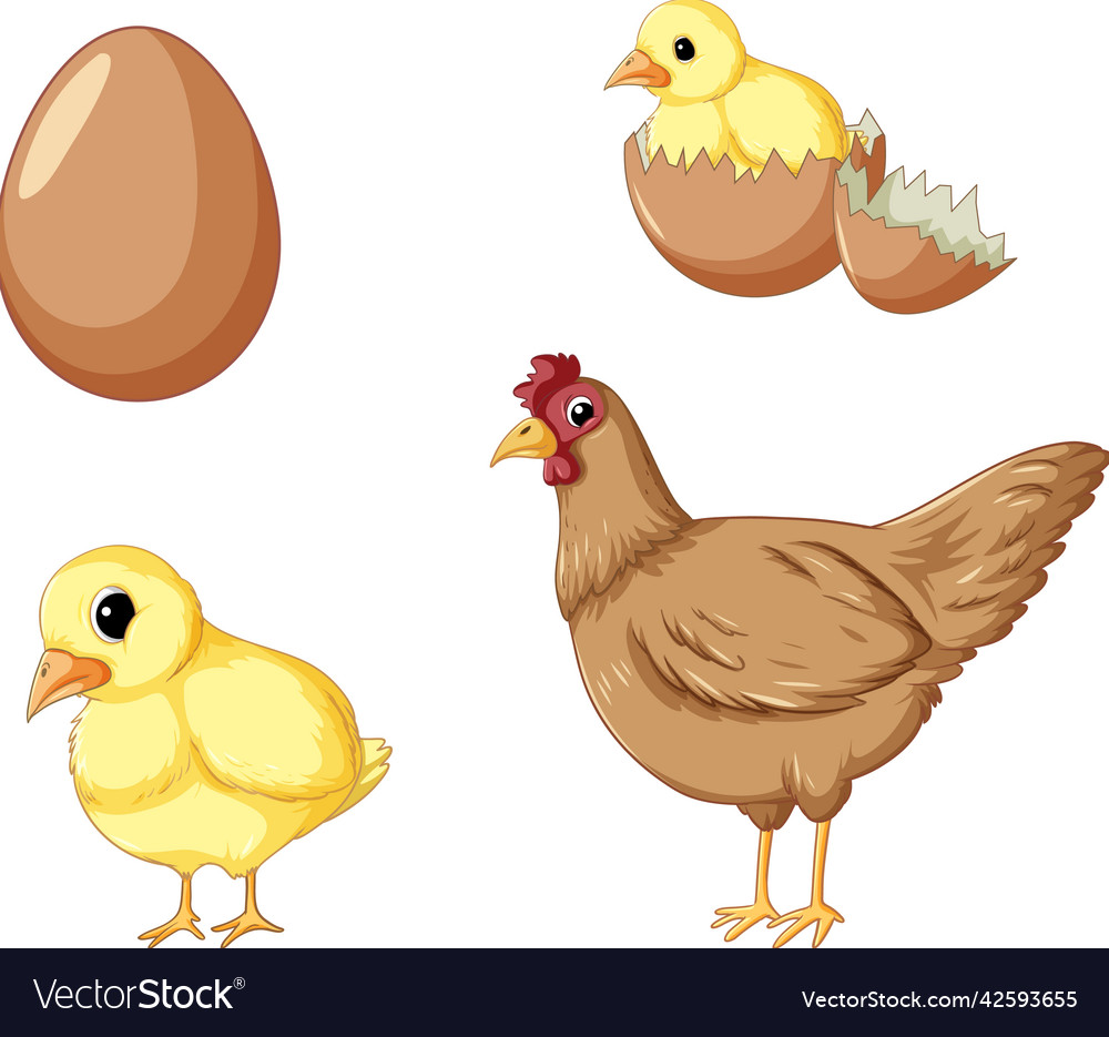 Chicken life cycle set Royalty Free Vector Image