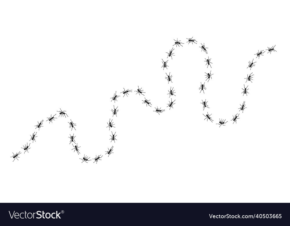 Worker ants trail line flat style design Vector Image