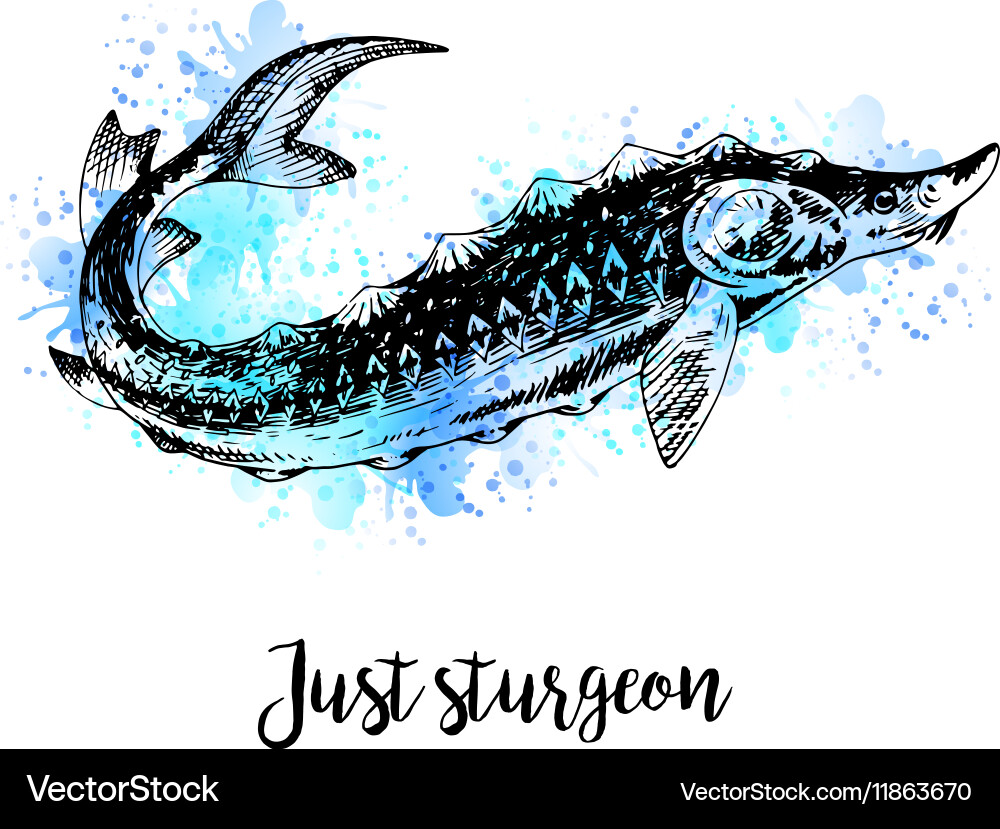 Hand drawn watercolor sturgeon Royalty Free Vector Image