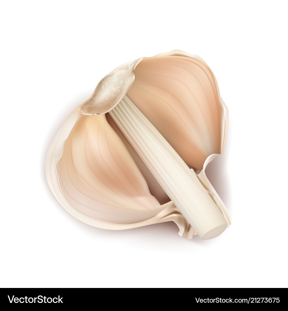 Realistic half head of garlic Royalty Free Vector Image
