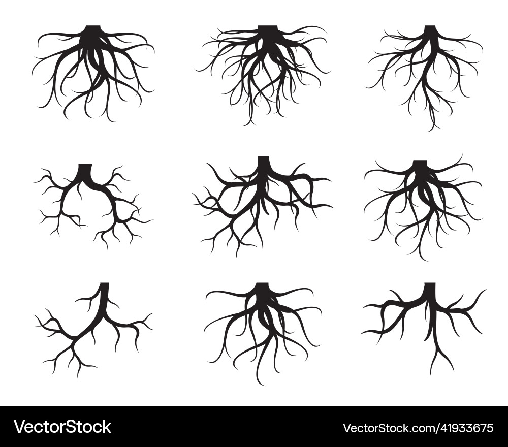 Set of black tree roots outline Royalty Free Vector Image