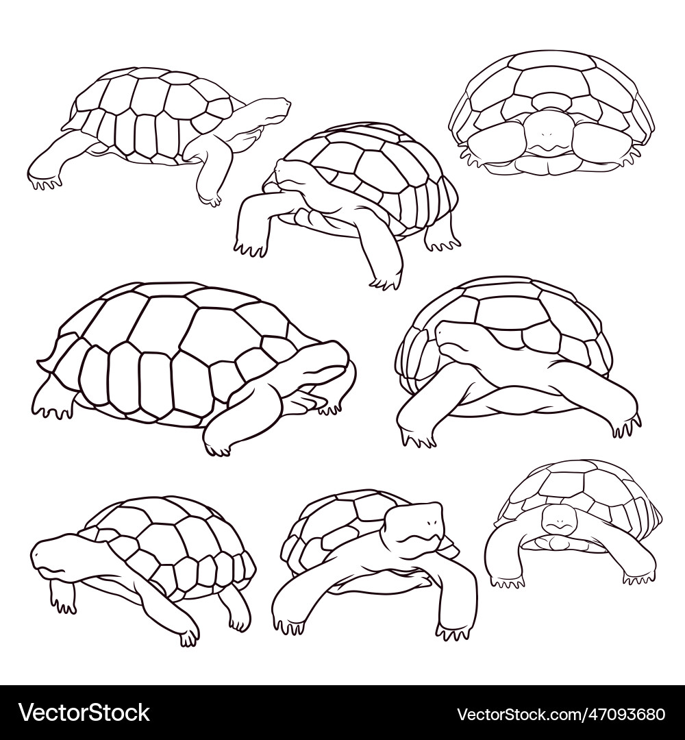 Set of hand drawn tortoise Royalty Free Vector Image