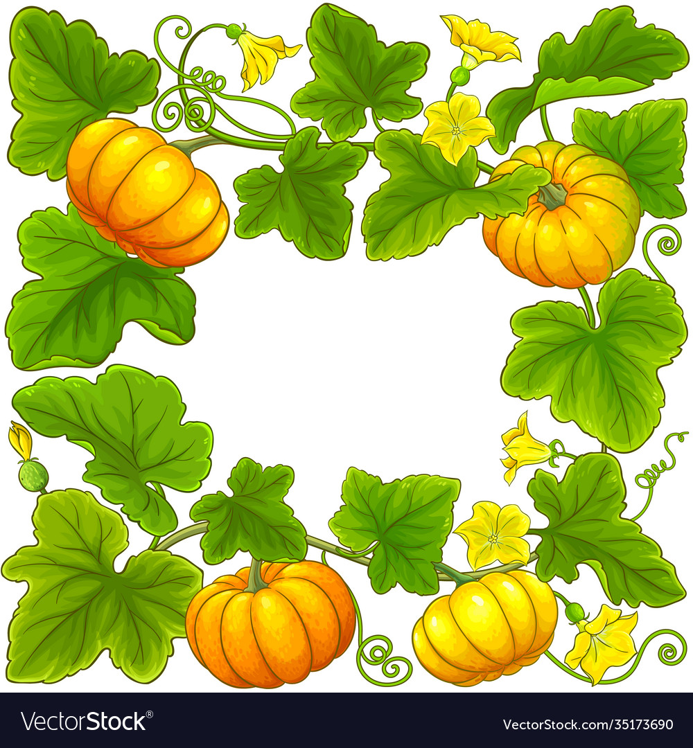Pumpkin frame Royalty Free Vector Image - VectorStock