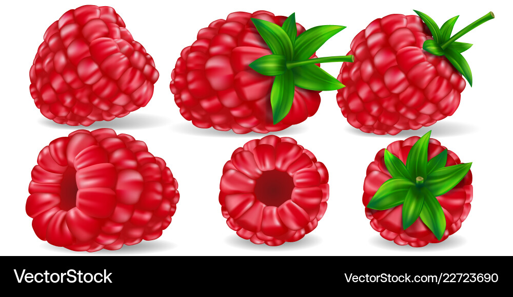 Realistic red raspberries with green leaves Vector Image