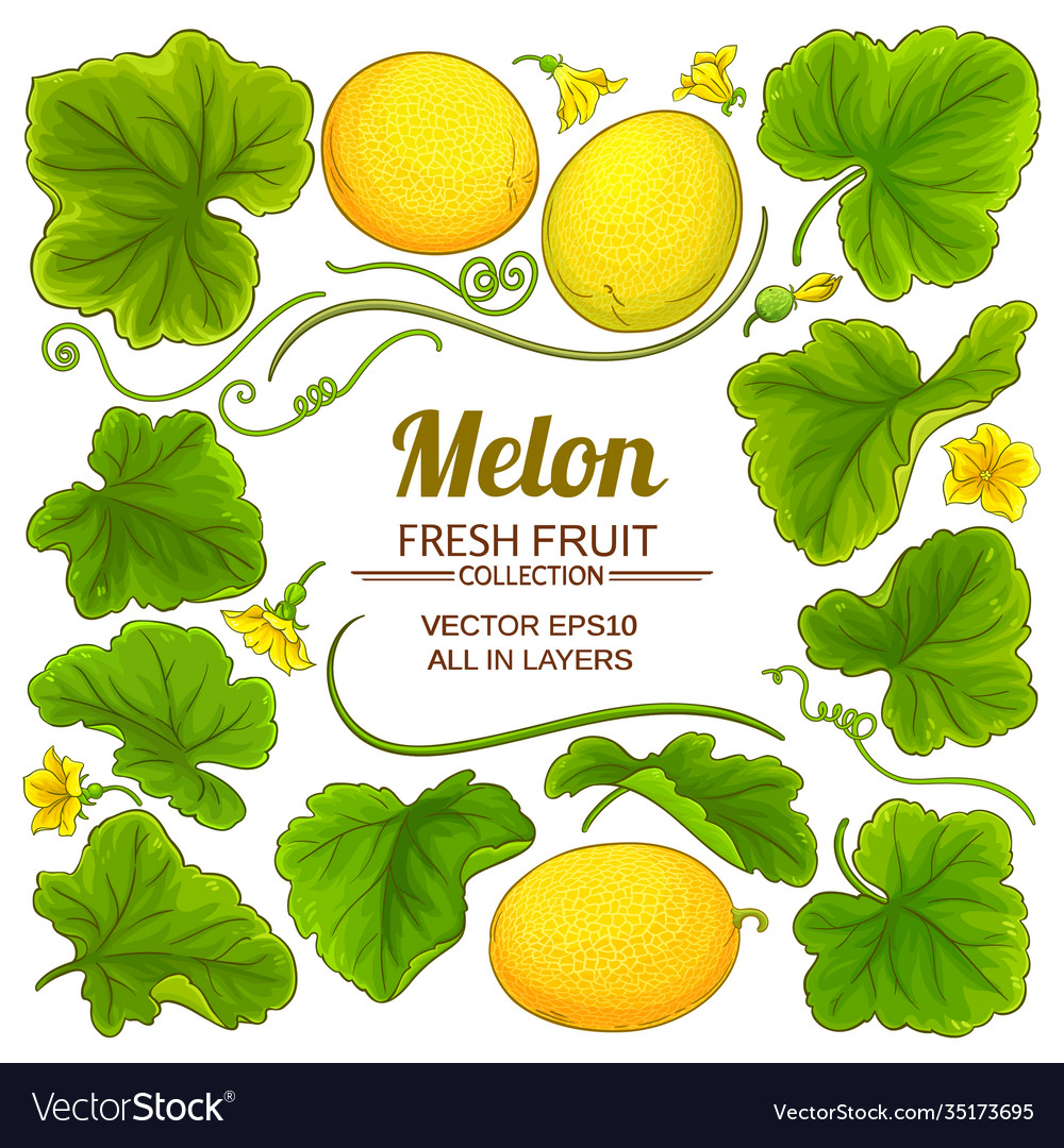 Melon elements set Royalty Free Vector Image - VectorStock