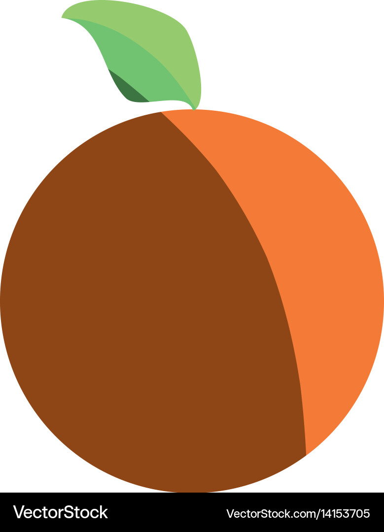 Orange healthy food shadow Royalty Free Vector Image