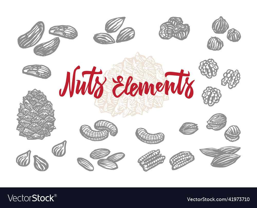 Hand drawn nuts elements set Royalty Free Vector Image