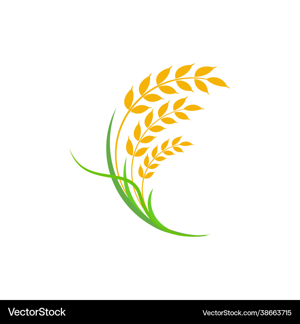 Agriculture wheat rice icon design Royalty Free Vector Image