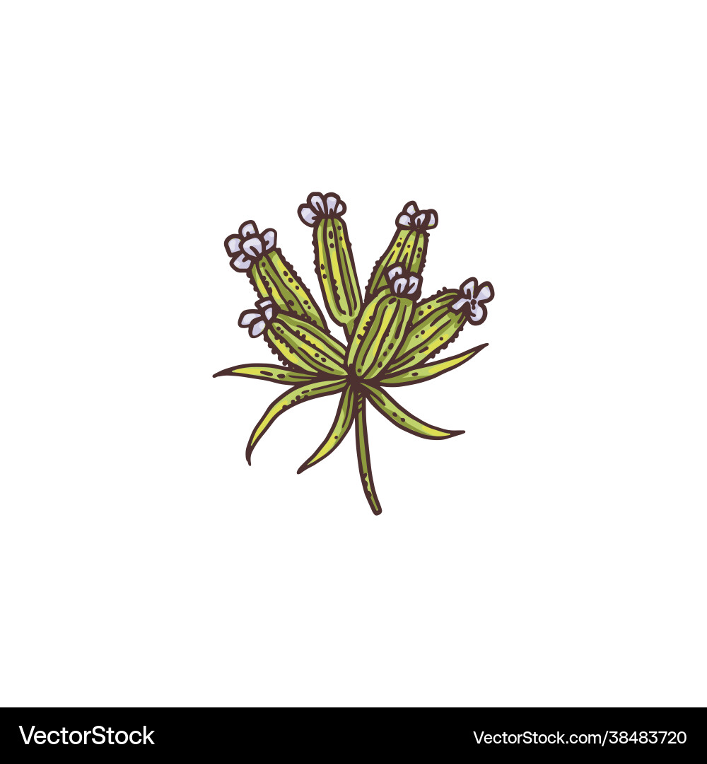 Branch aromatic herb cumin natural organic Vector Image