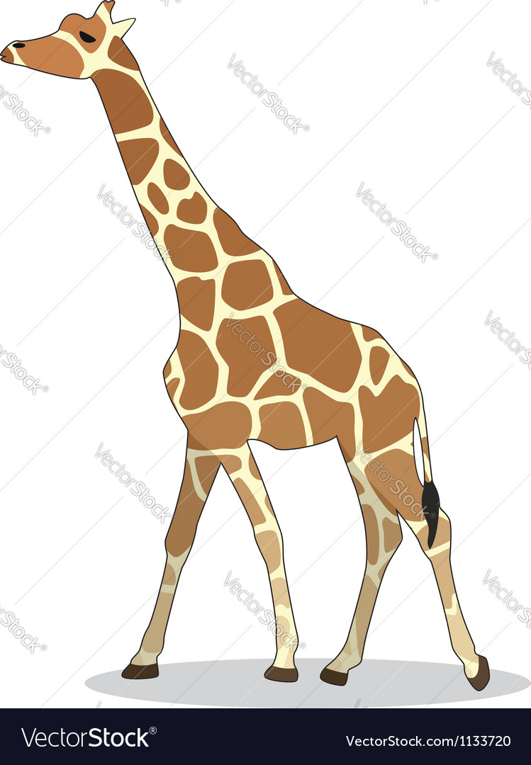 Giraffe Royalty Free Vector Image - VectorStock
