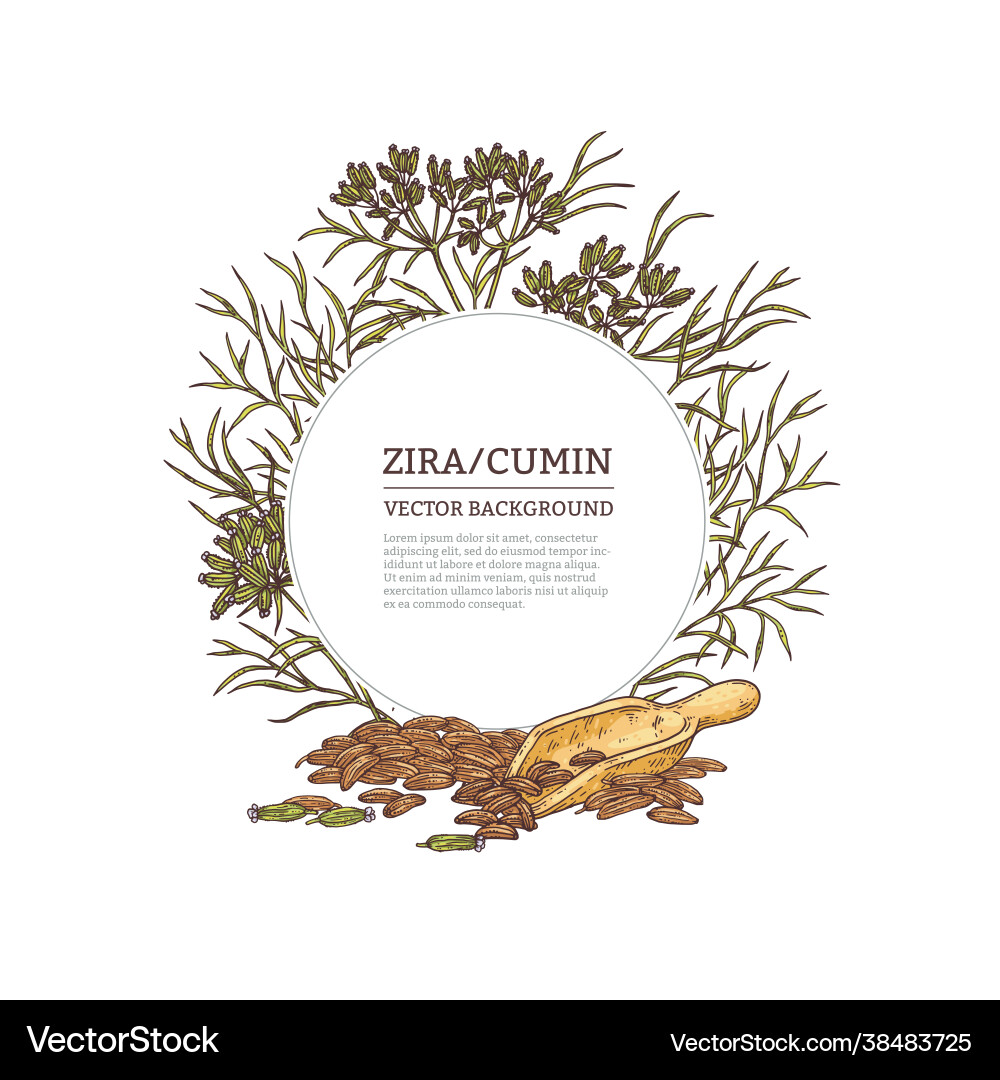 Hand drawn decorative frame with zira or cumin Vector Image