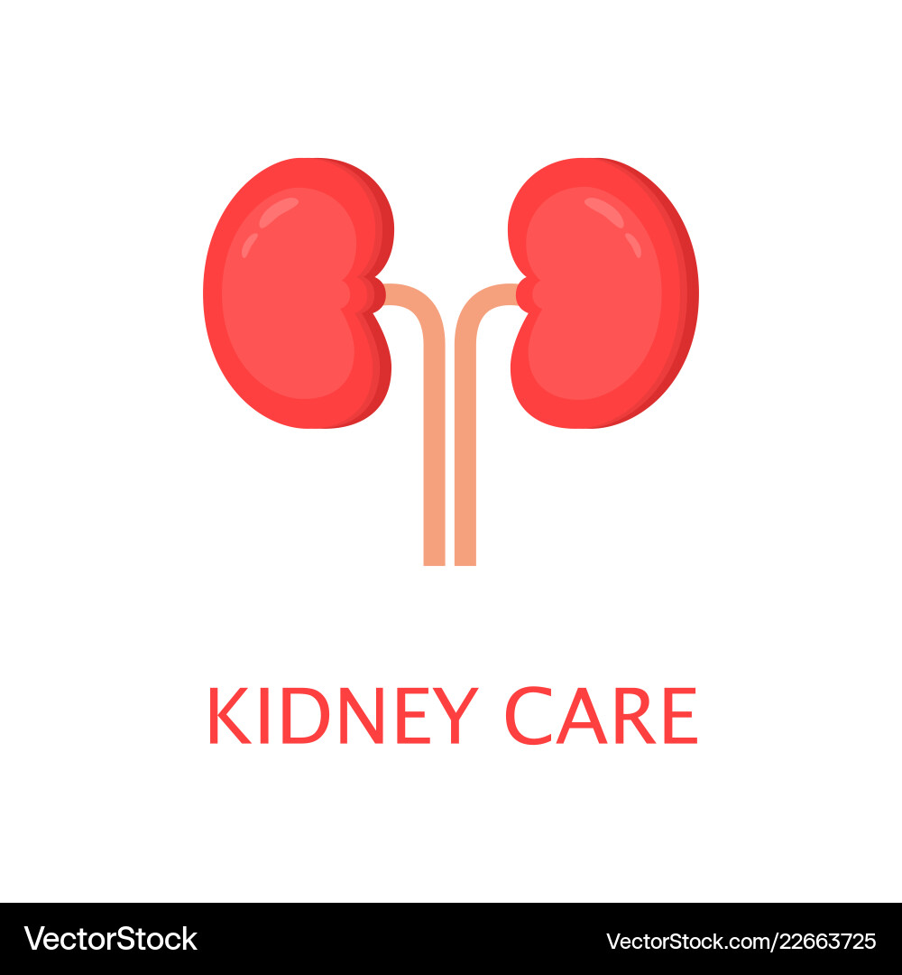 Healthy kidneys in flat style left and right Vector Image