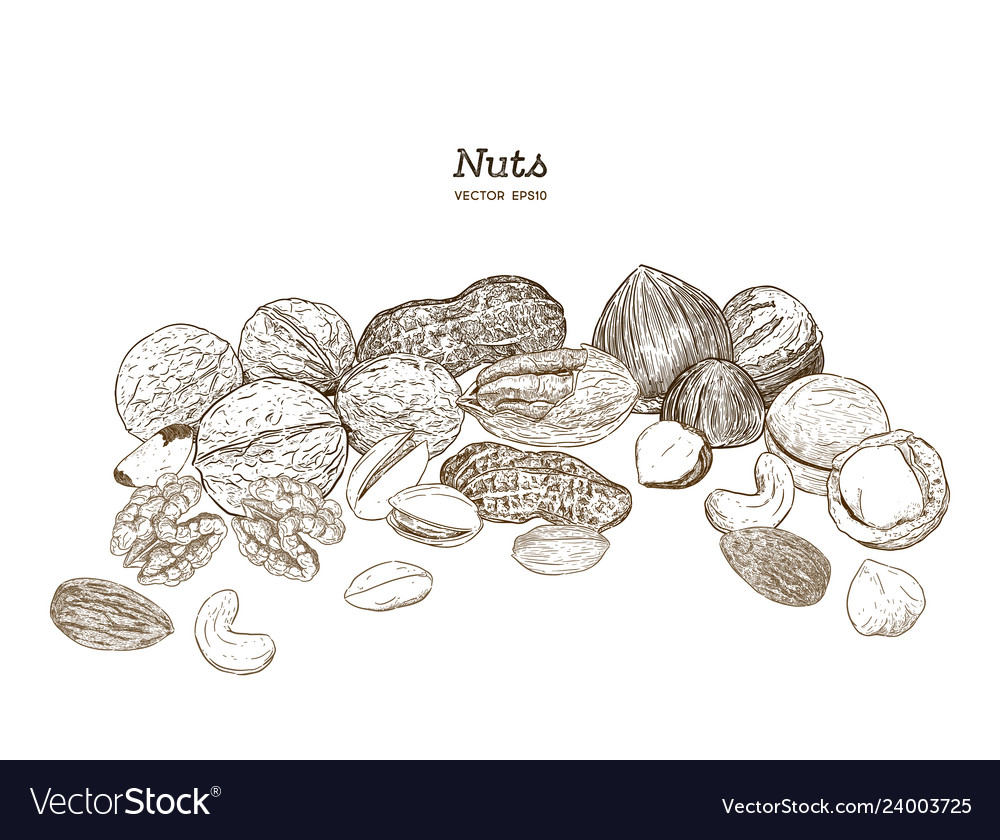 Nuts collection hand drawn objects Royalty Free Vector Image
