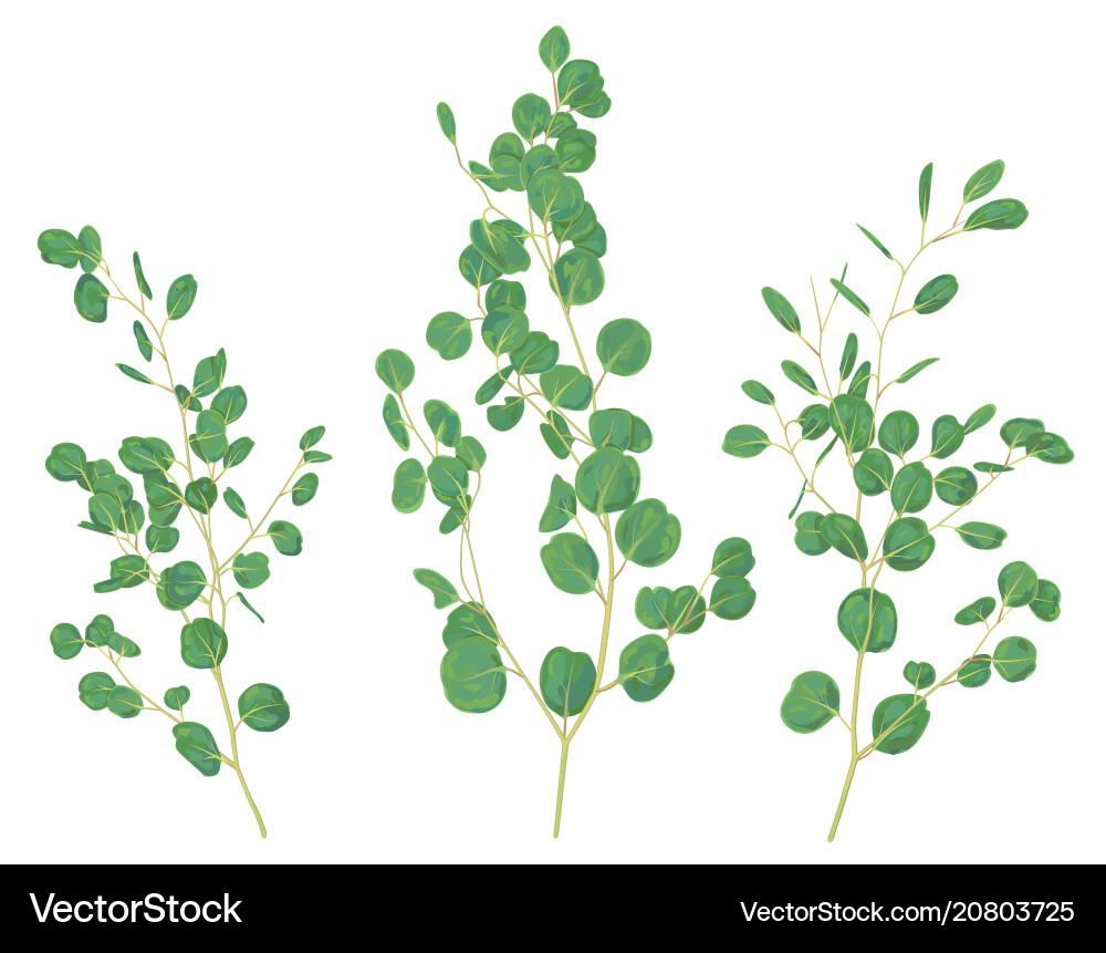 Watercolor hand painted set with silver dollar Vector Image