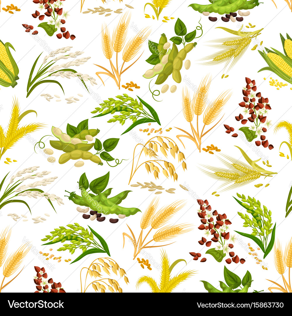 Cereals seamless pattern of grain Royalty Free Vector Image