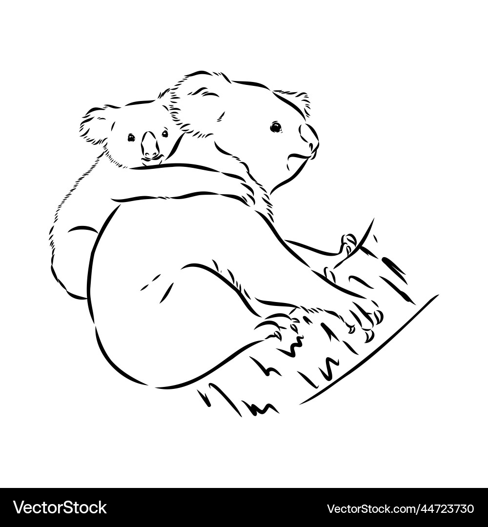 Koala bear animal on tree sketch engraving Vector Image