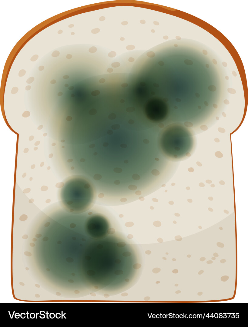 A piece of bread with mold Royalty Free Vector Image