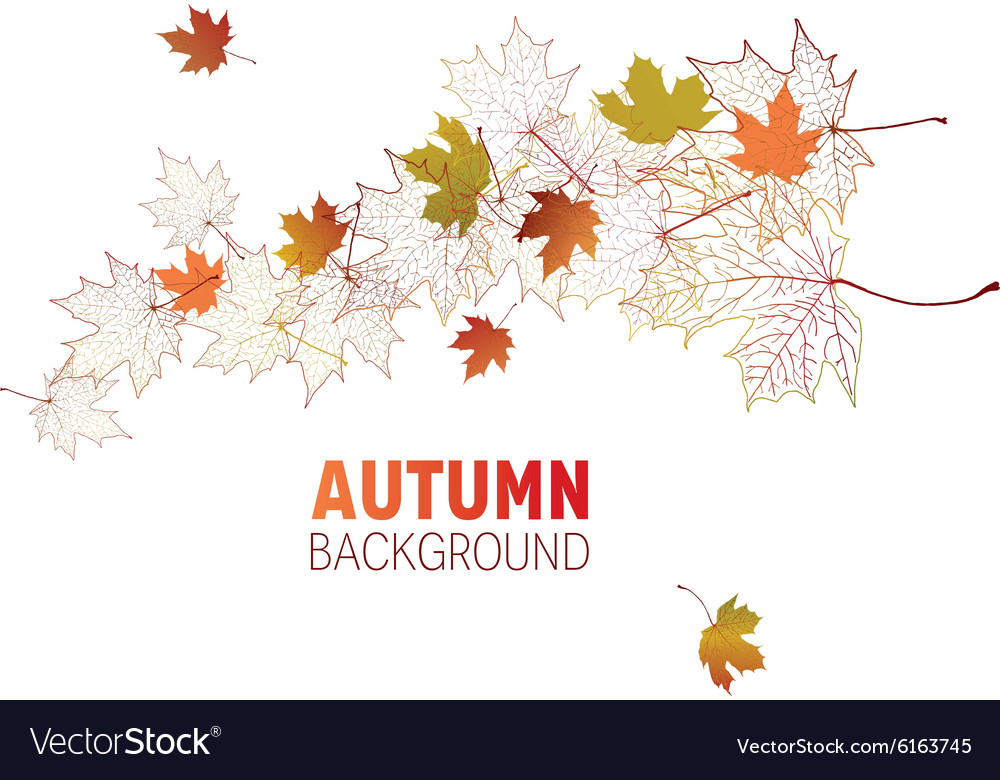 Maple leaf contour background Royalty Free Vector Image