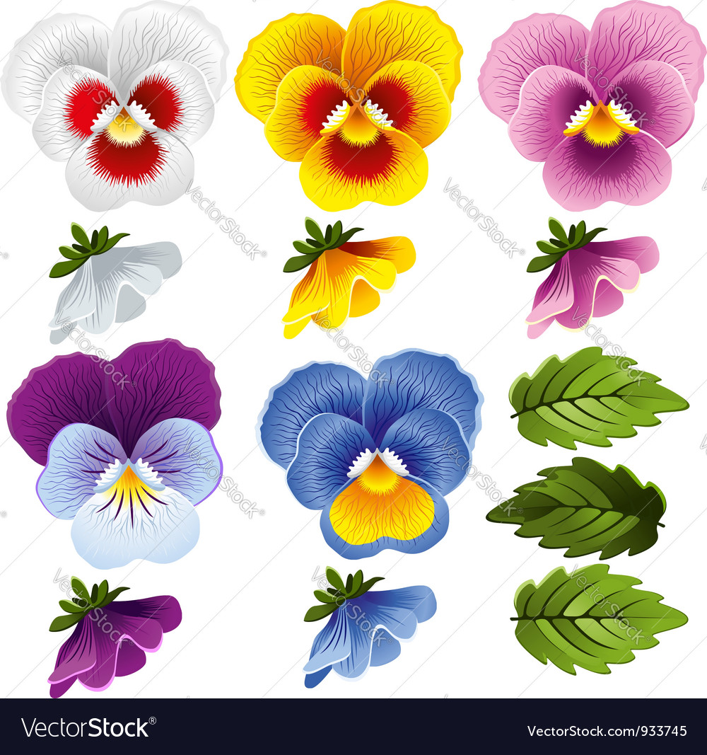 Viola set Royalty Free Vector Image - VectorStock