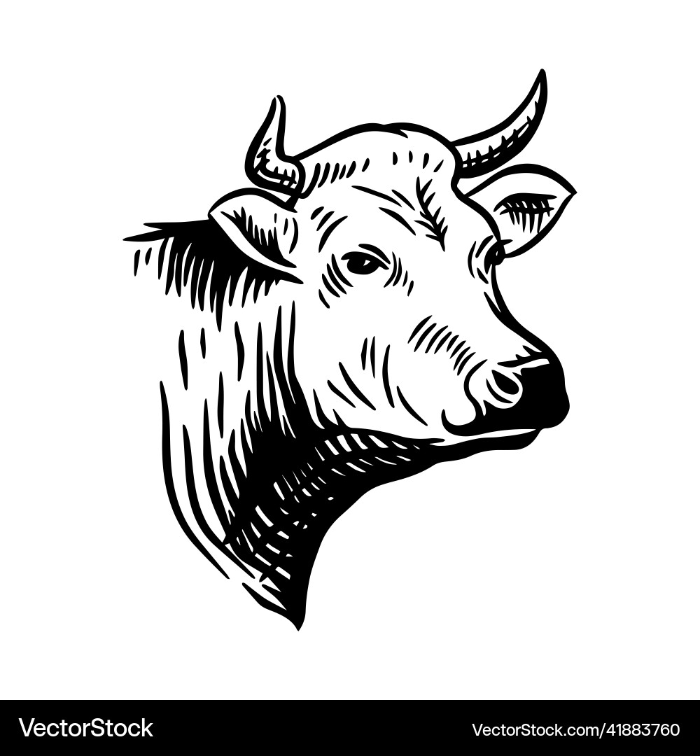 Cow head hand drawn sketch Royalty Free Vector Image