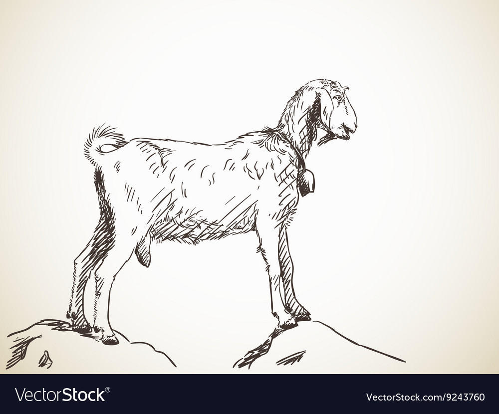 Goat Royalty Free Vector Image - VectorStock