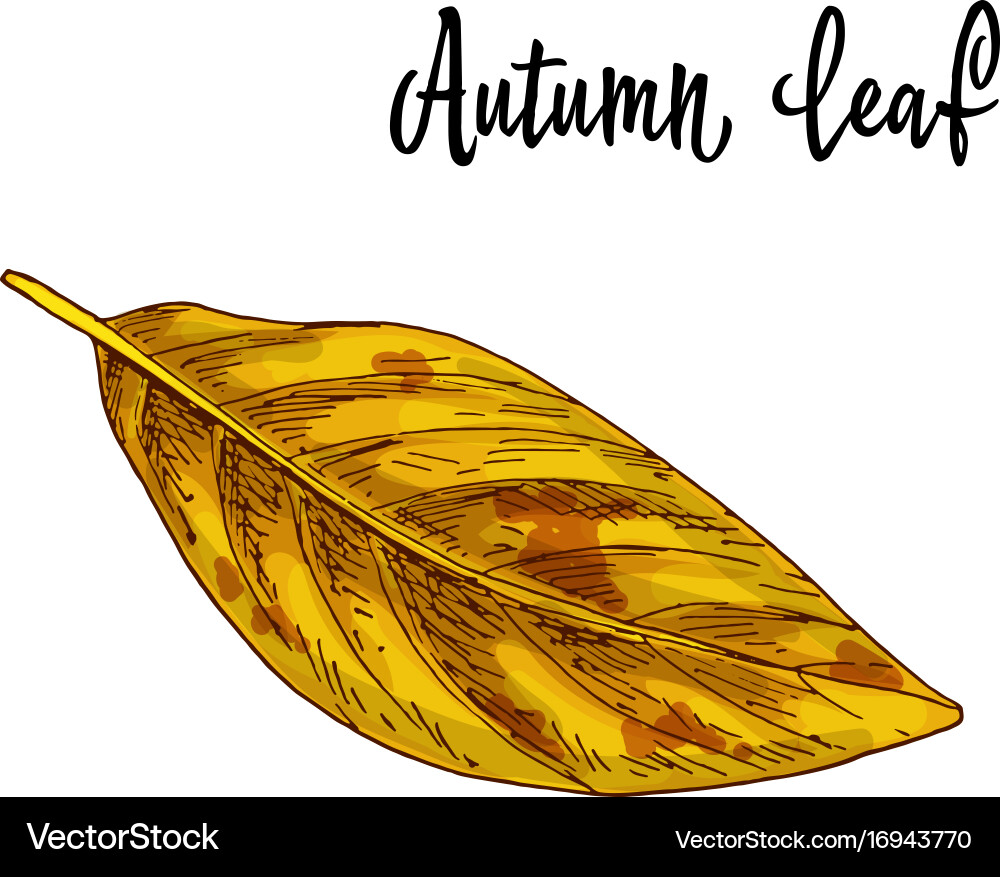 Autumn yellow leaf isolated on white background Vector Image