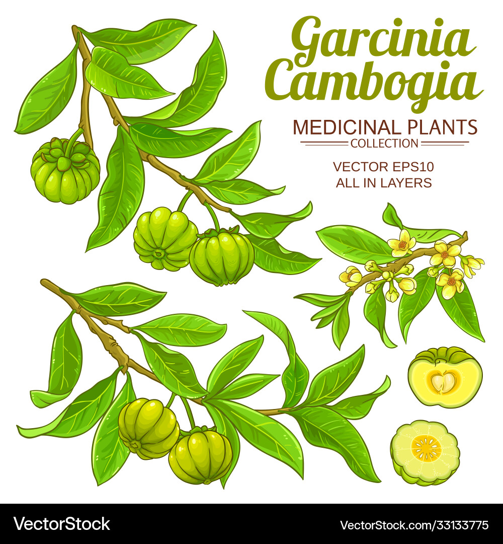 Garcinia branches set on white background Vector Image