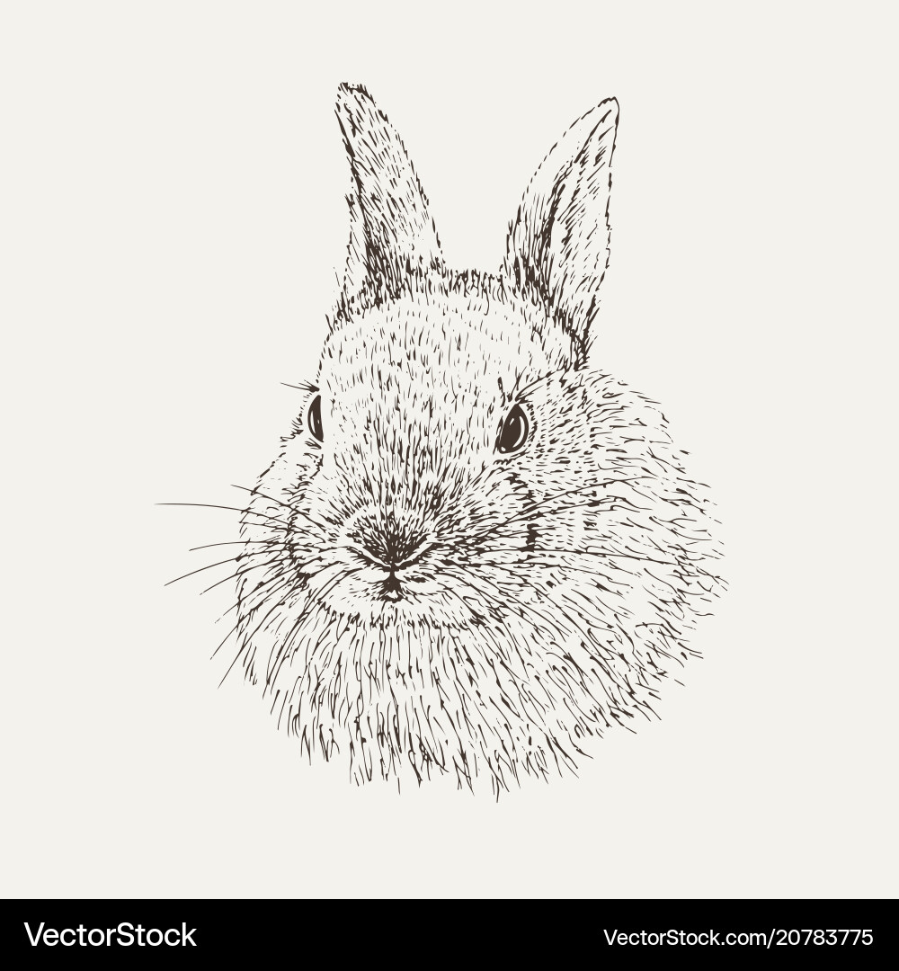 Rabbit sketch hand drawn Royalty Free Vector Image