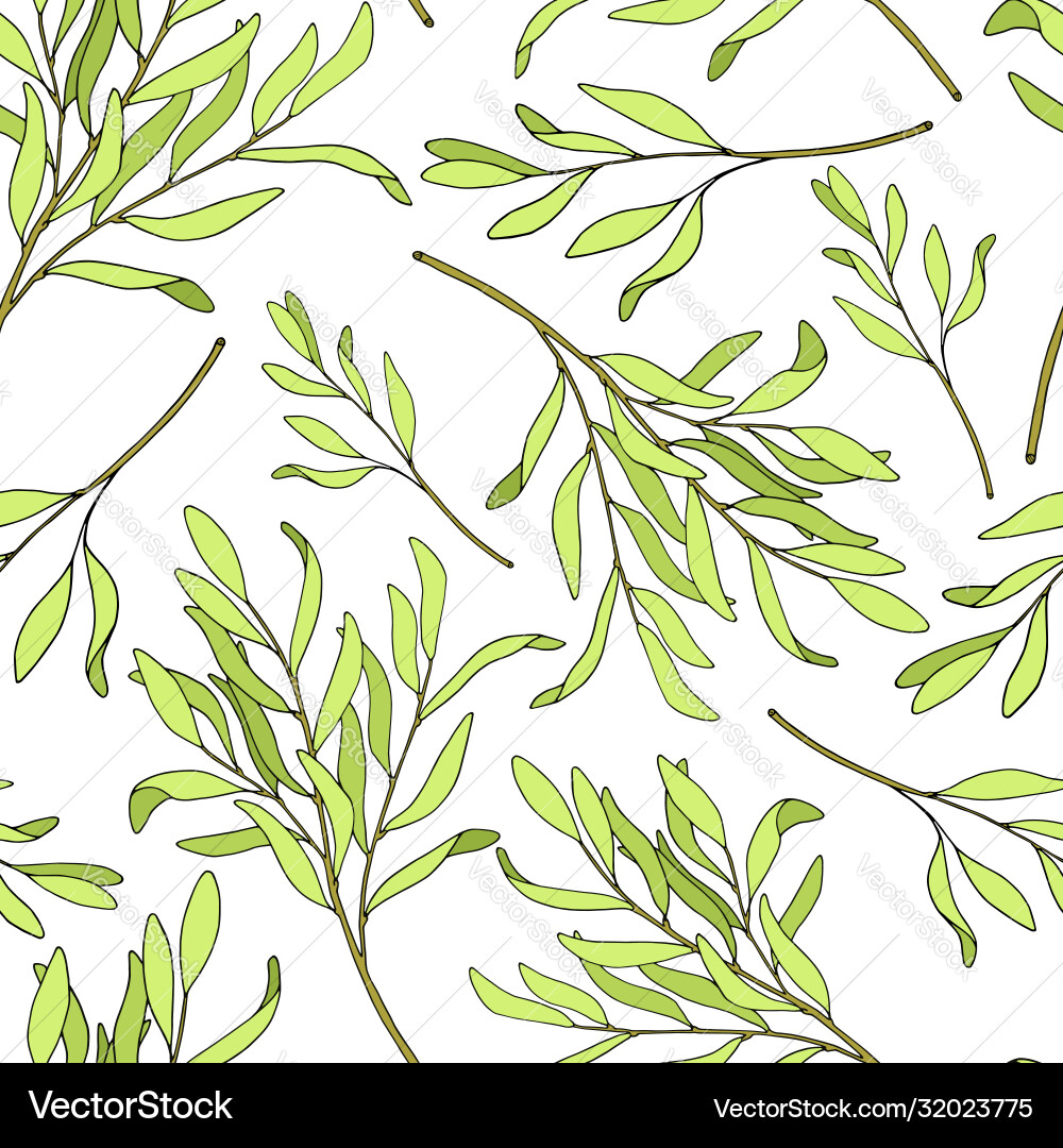 Tea tree leaves seamless pattern hand drawn of Vector Image