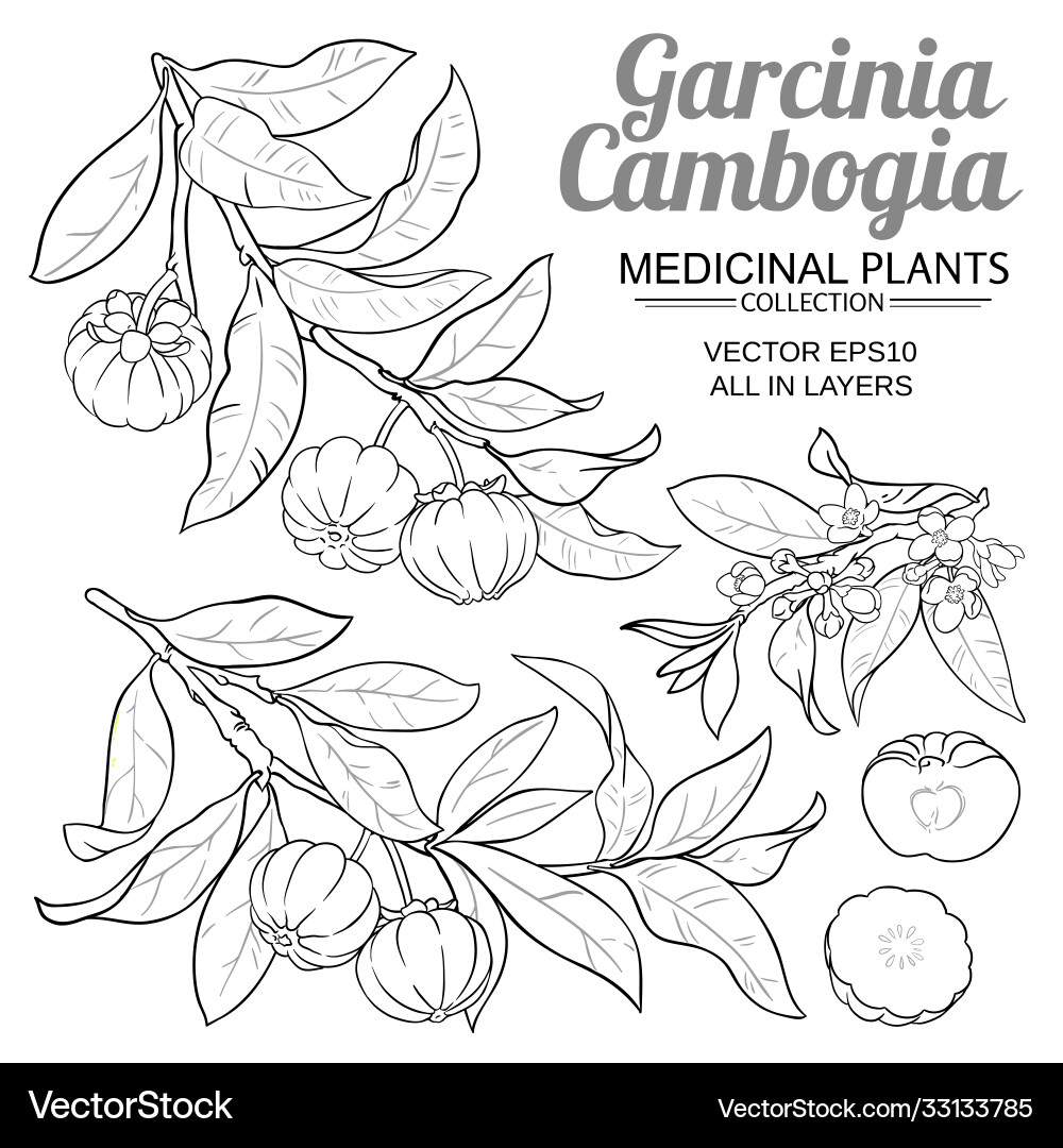 Garcinia branches set on white background Vector Image