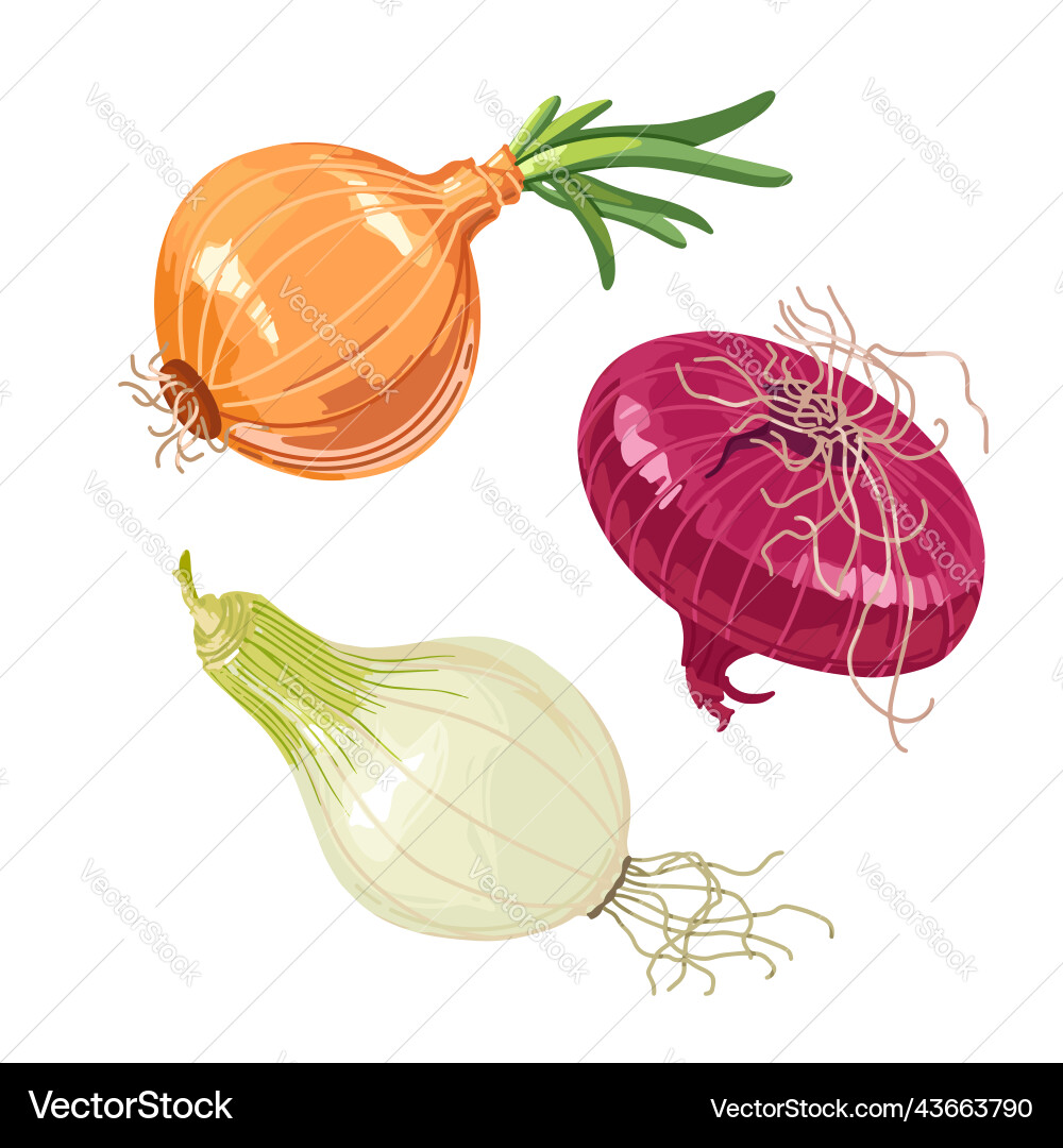 Different variants of onions in a realistic style Vector Image