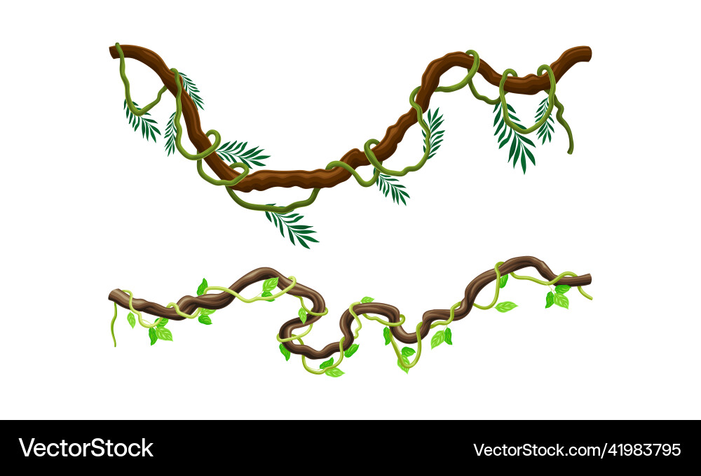 Creeper climbing branches with green leaves set Vector Image