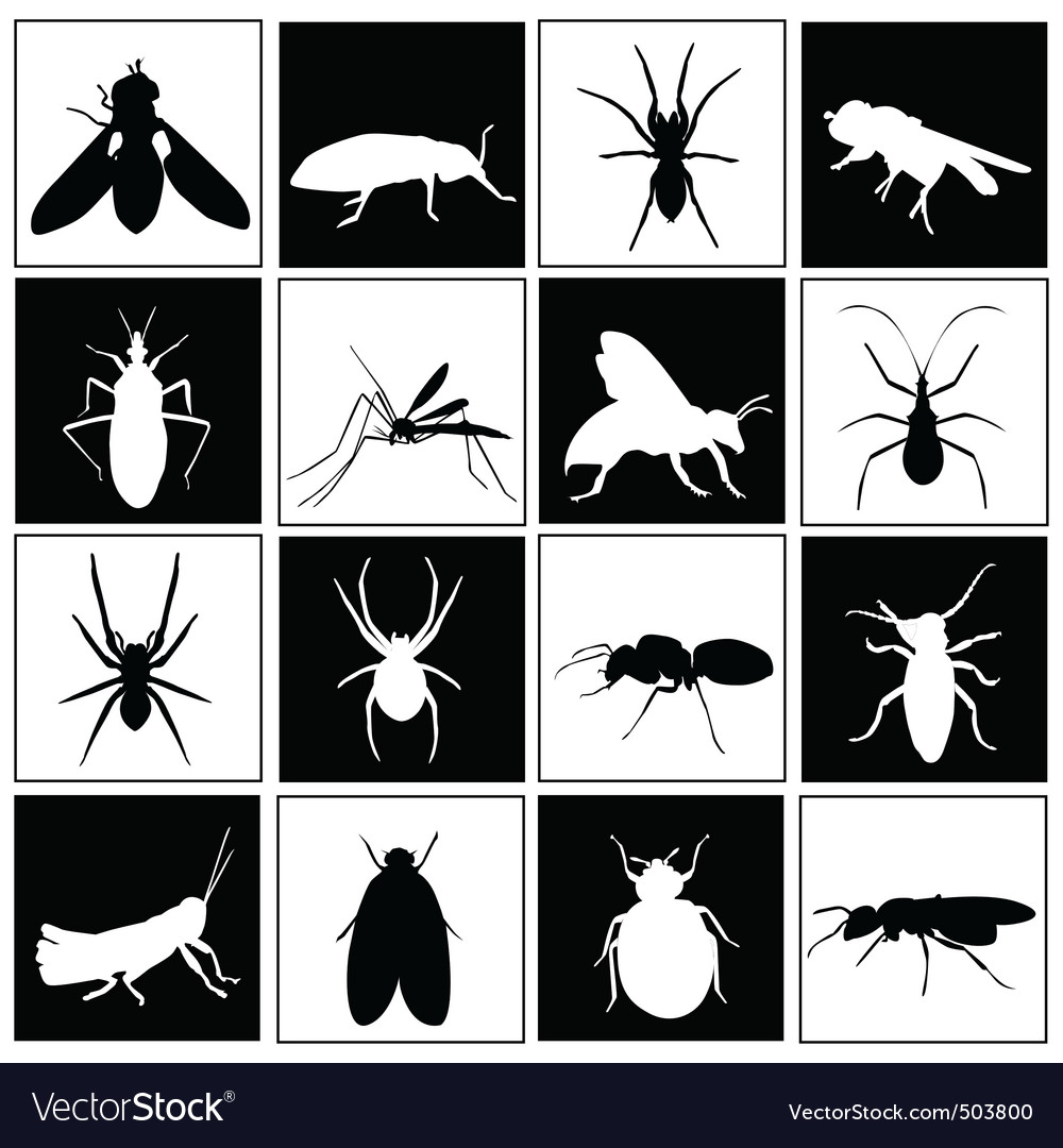 Insect Royalty Free Vector Image - VectorStock