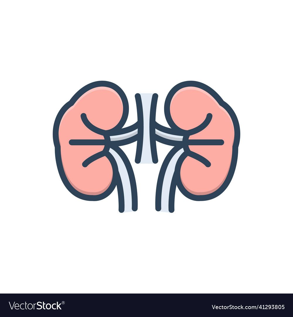 Kidney Royalty Free Vector Image - VectorStock