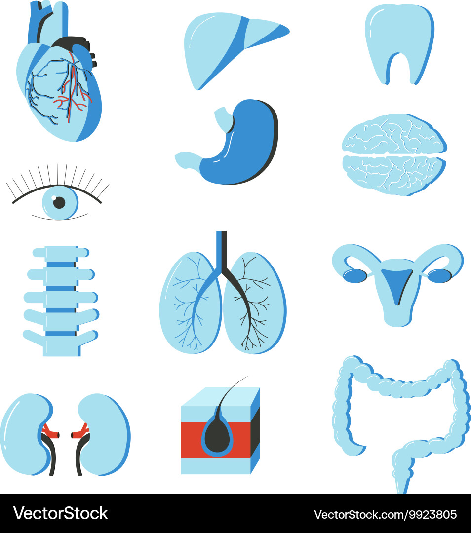 Set human body organs anatomy design Royalty Free Vector