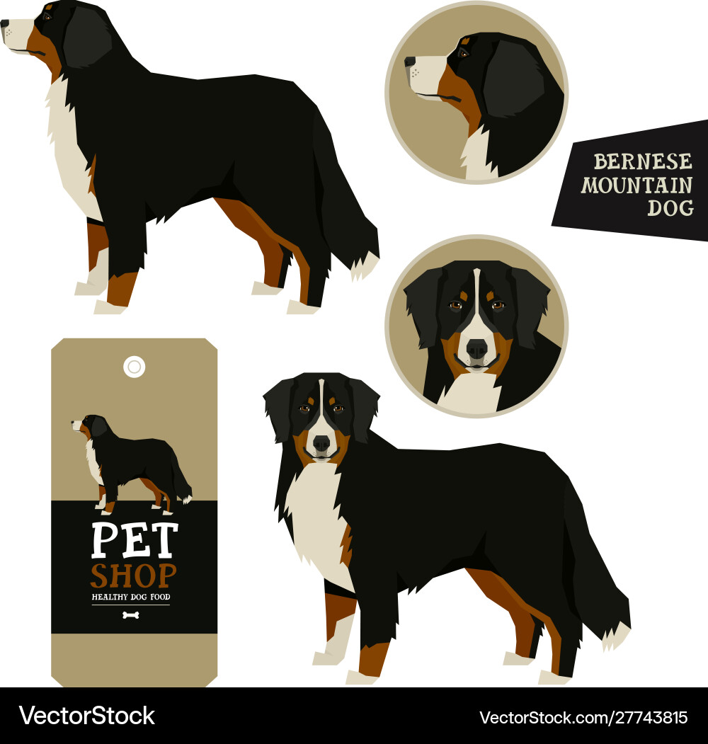 Dog breeds set bernese mountain Royalty Free Vector Image