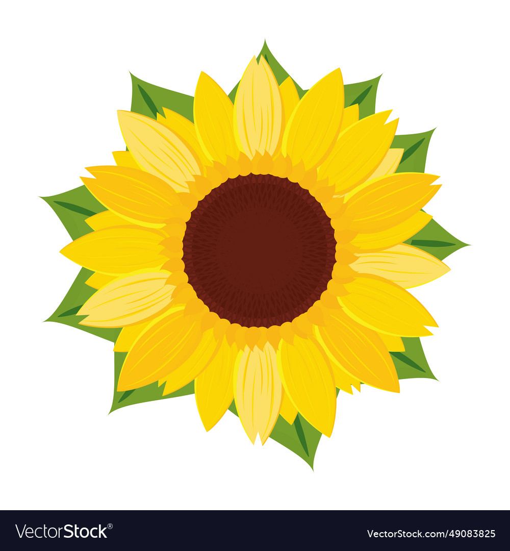 Colored sunflower cute flower spring season Vector Image