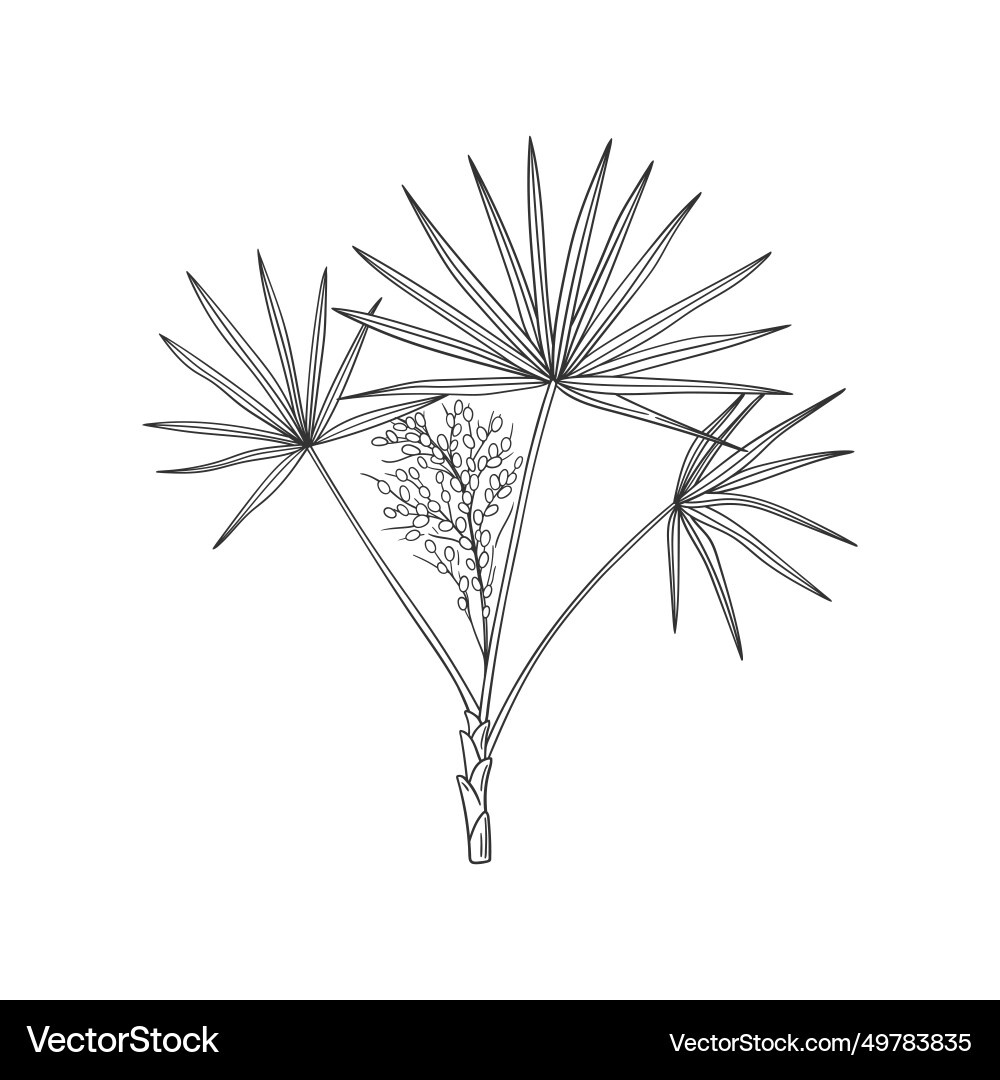 Hand drawn saw palmetto medicinal tree Royalty Free Vector