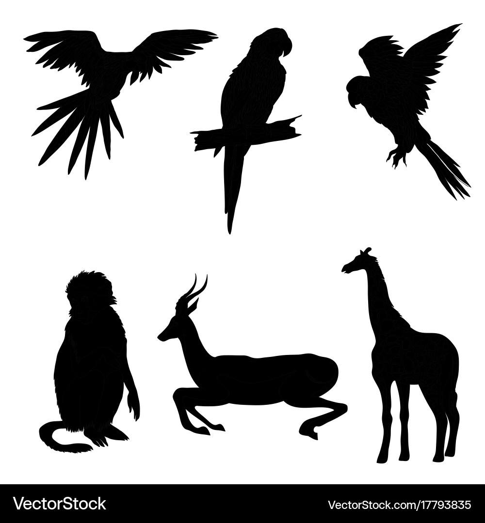 Set of animals parrot Royalty Free Vector Image