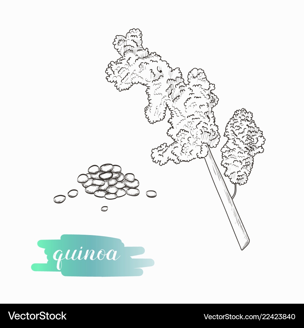Quinoa grain and plant sketch Royalty Free Vector Image