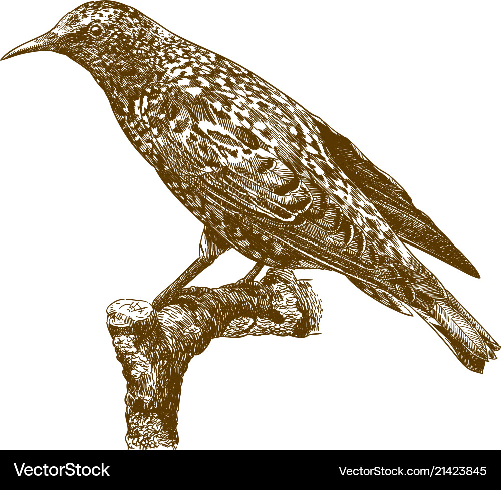 Engraving of common starling Royalty Free Vector Image