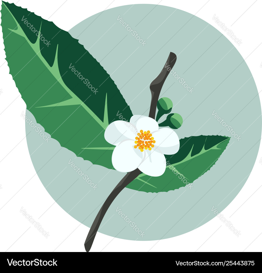 Green tea plant or color Royalty Free Vector Image