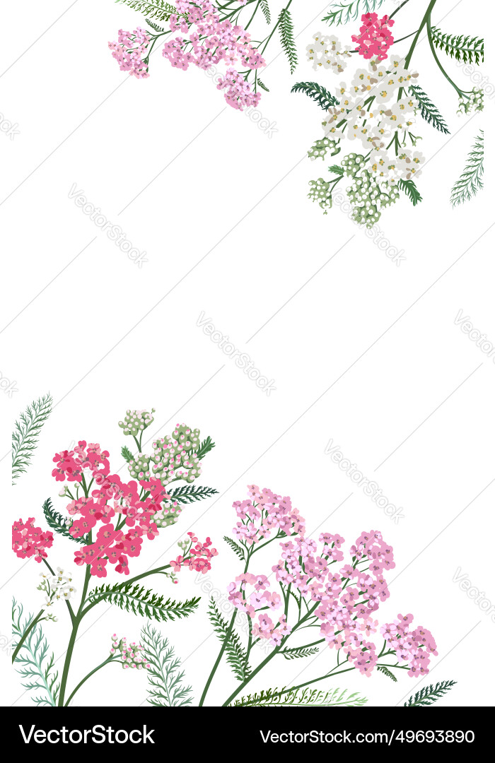 Yarrow flowers medicinal plants Royalty Free Vector Image