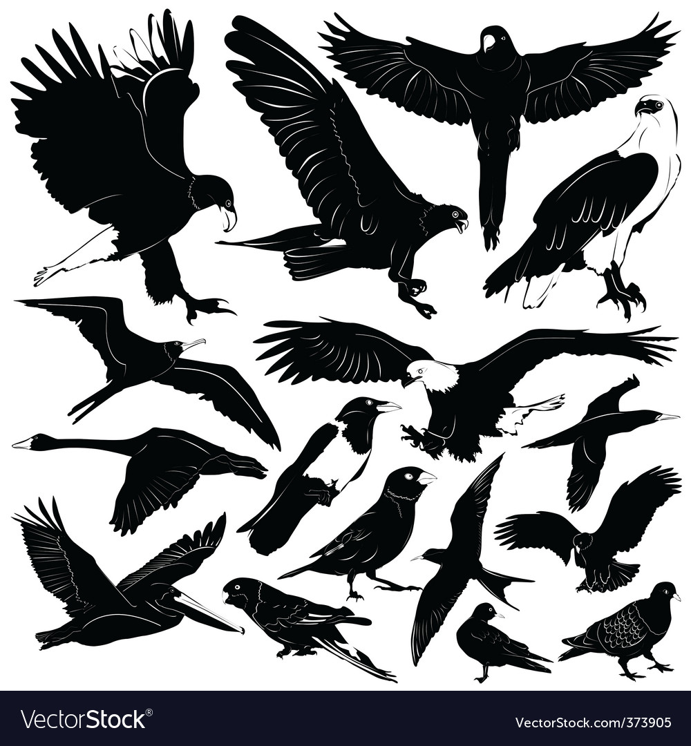 Birds Royalty Free Vector Image - VectorStock
