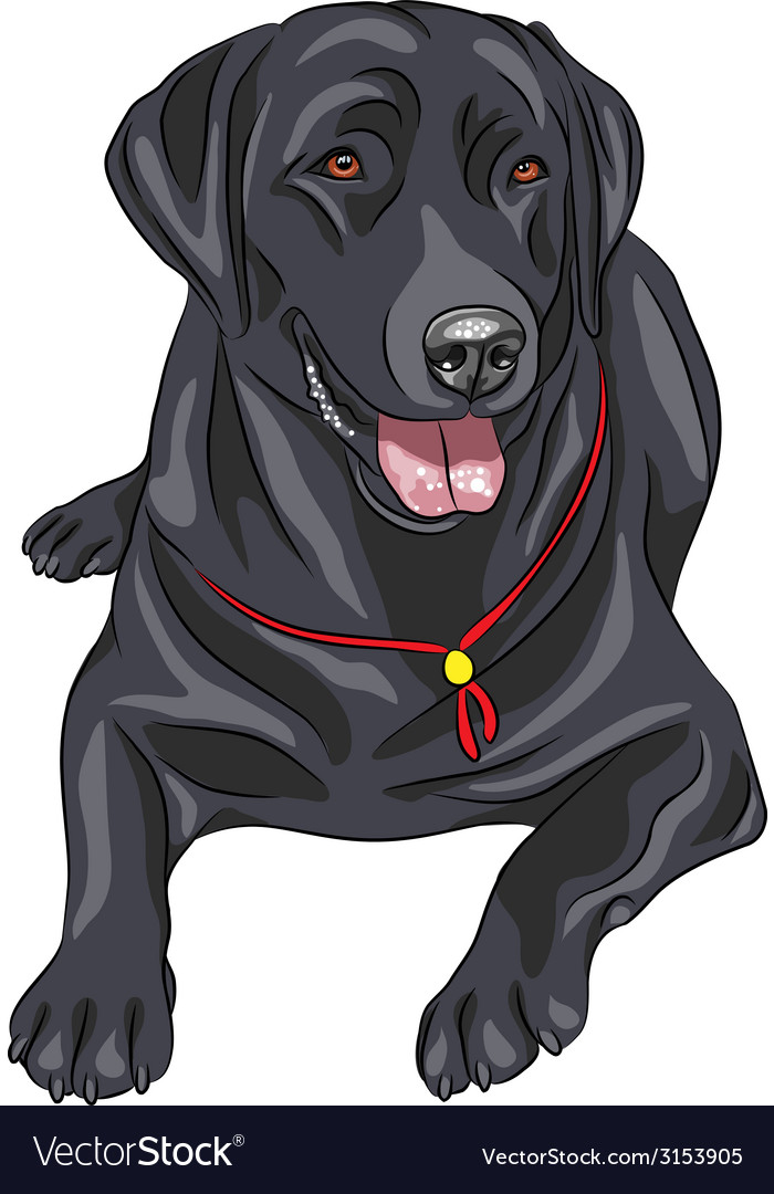 Labrador Royalty Free Vector Image - VectorStock