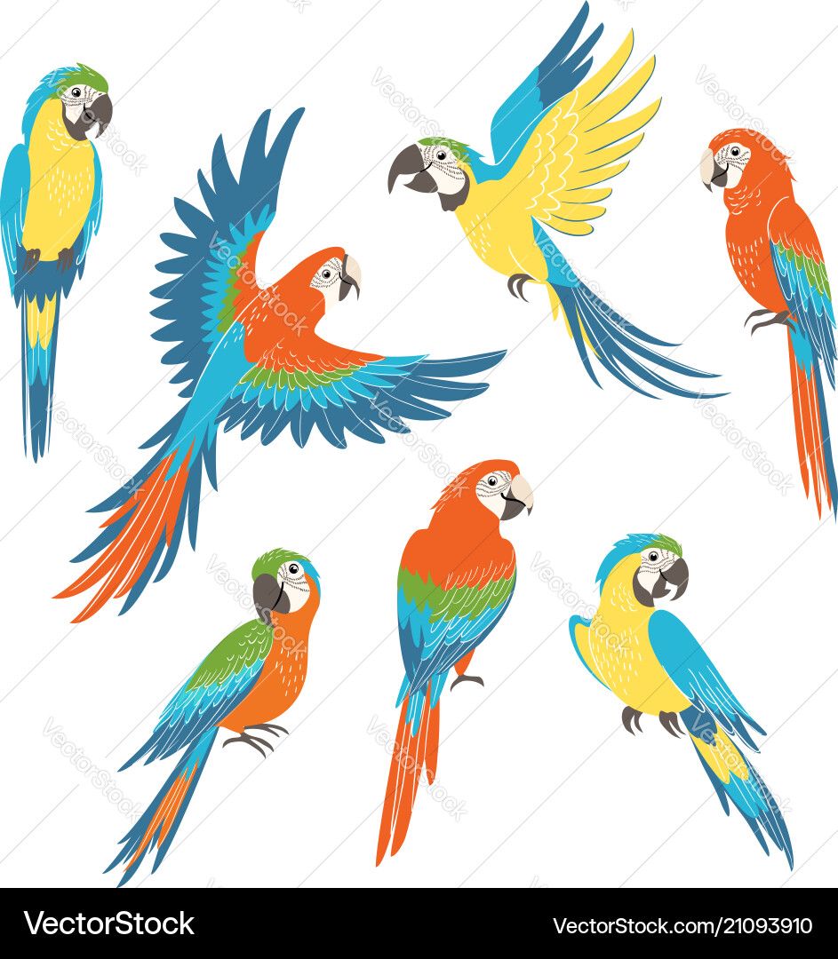 Set of macaw parrots Royalty Free Vector Image