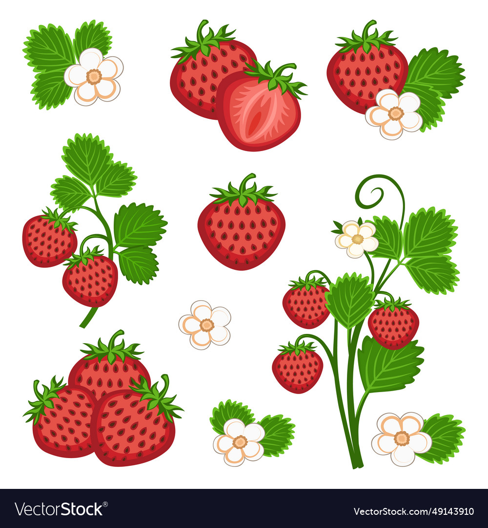 Strawberries berry compositions Royalty Free Vector Image