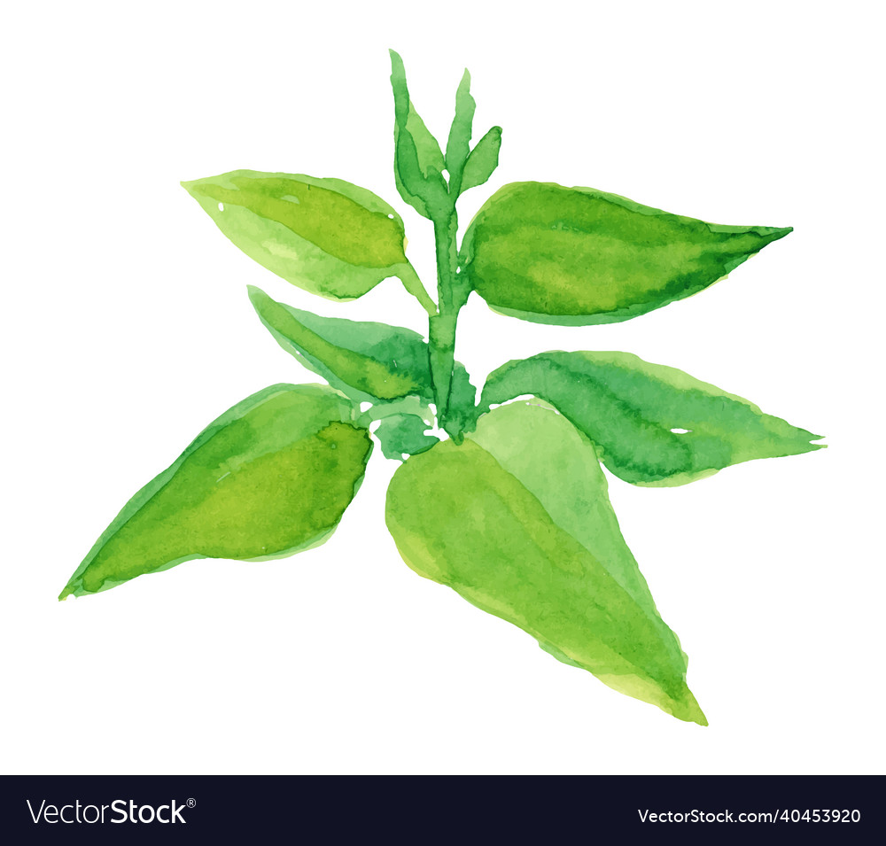 Green leaves watercolor freehand drawing Vector Image Green leaves watercolor freehand drawing Vector Image