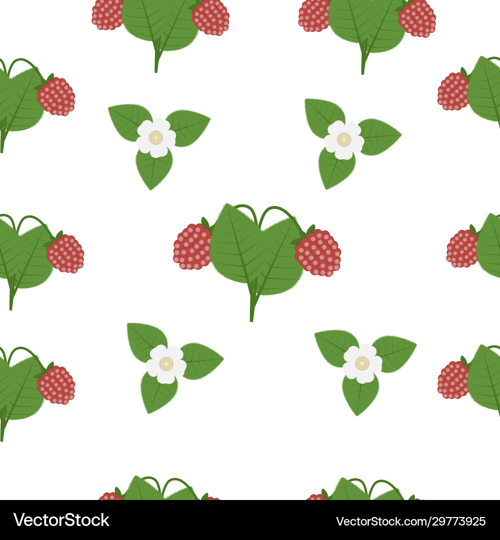 Berries and flowers raspberry with green leaves Vector Image