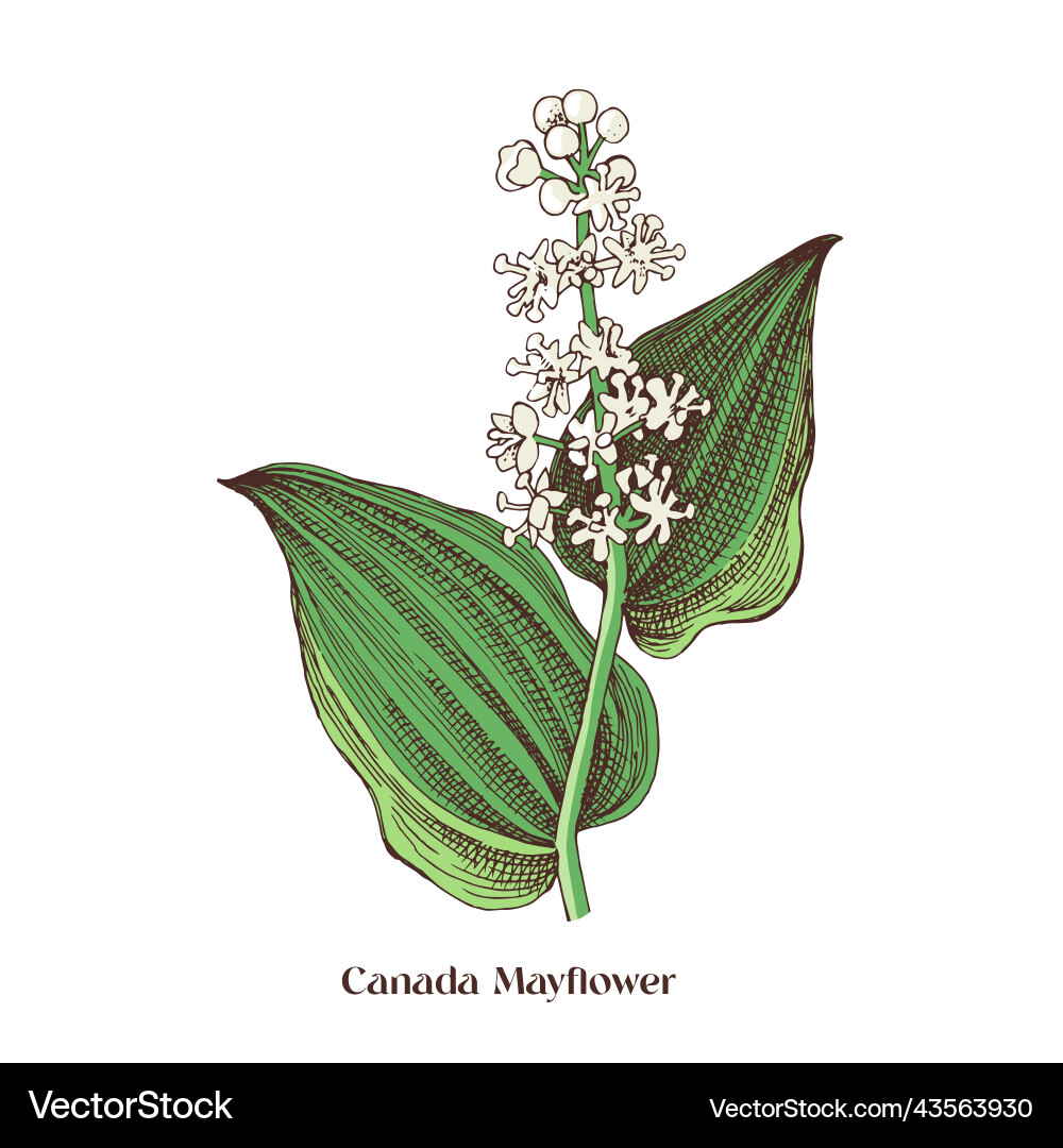 Maianthemum canadense or canada mayflower Vector Image
